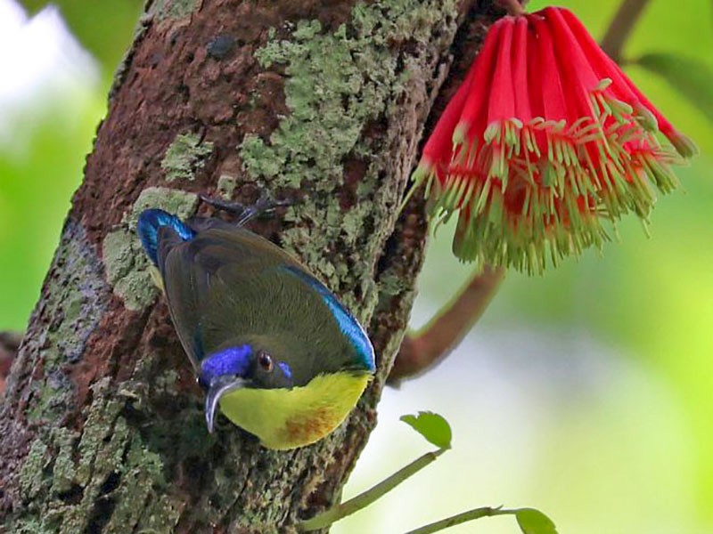 Metallic-winged Sunbird (Southern) - eBird