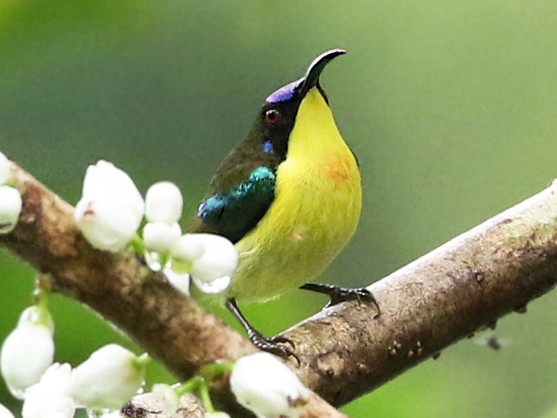 Metallic-winged Sunbird - eBird