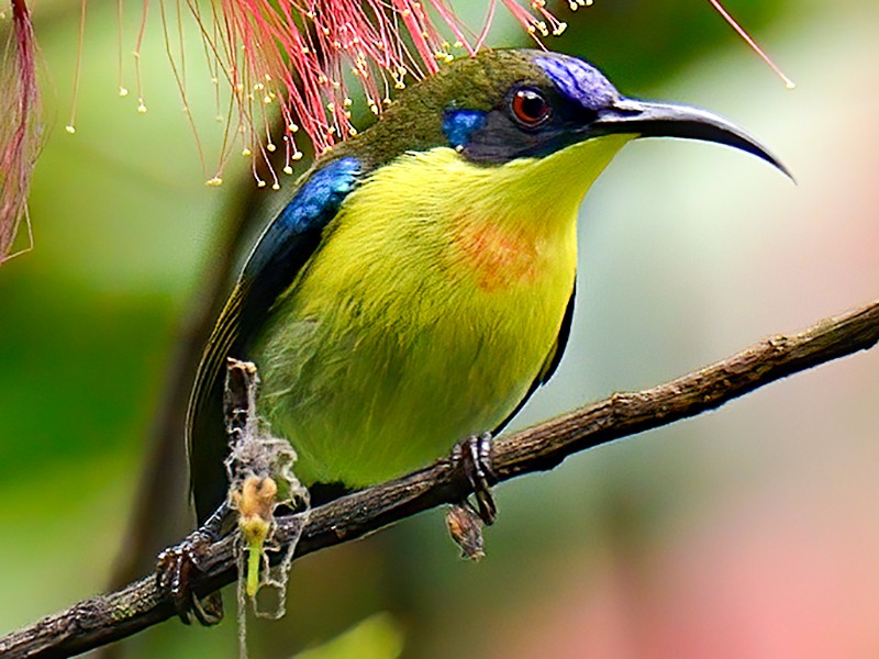Metallic-winged Sunbird (Southern) - eBird