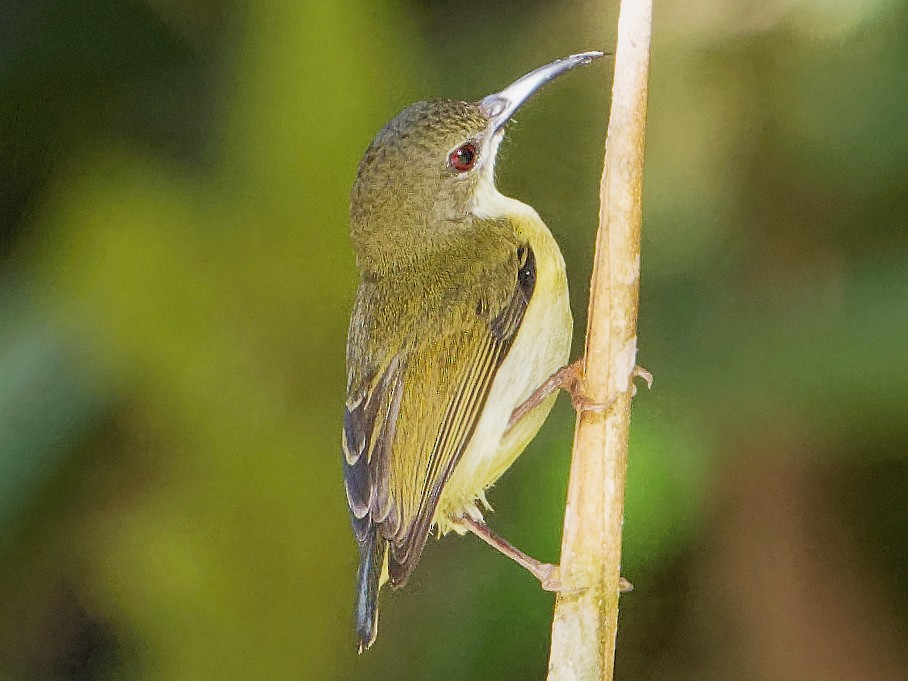 Metallic-winged Sunbird (Southern) - eBird