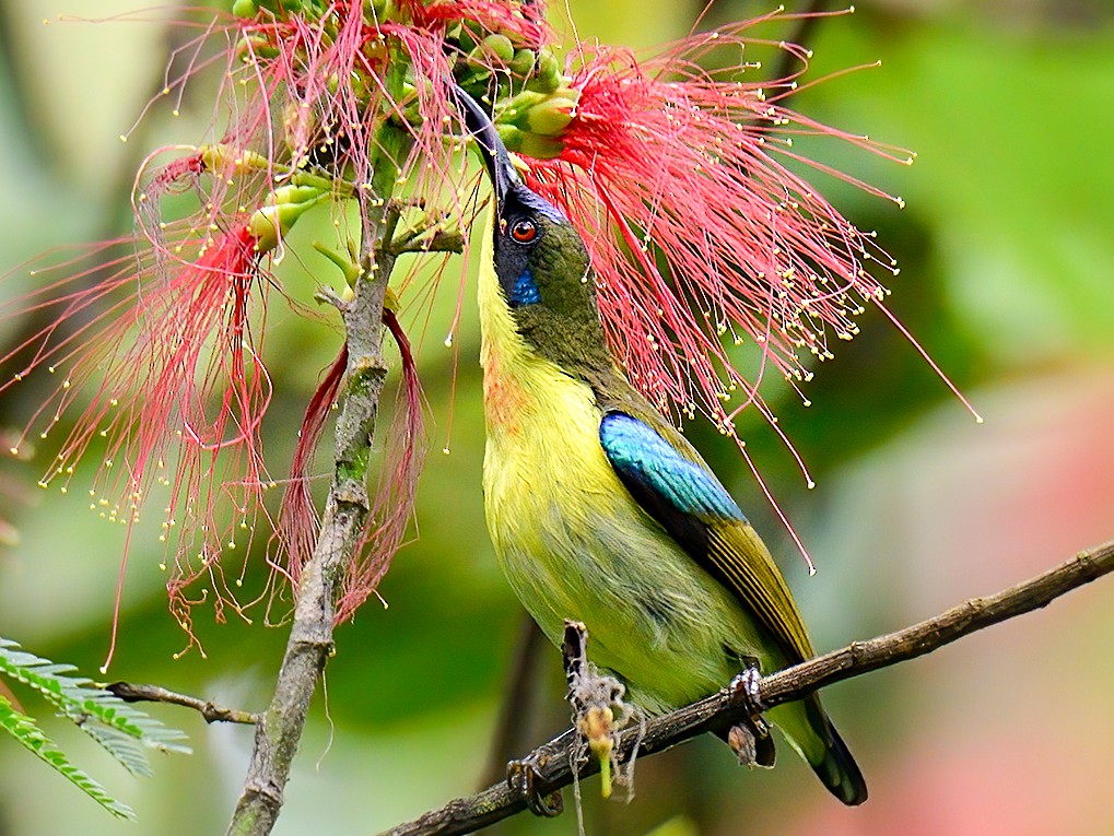 Metallic-winged Sunbird (Southern) - eBird
