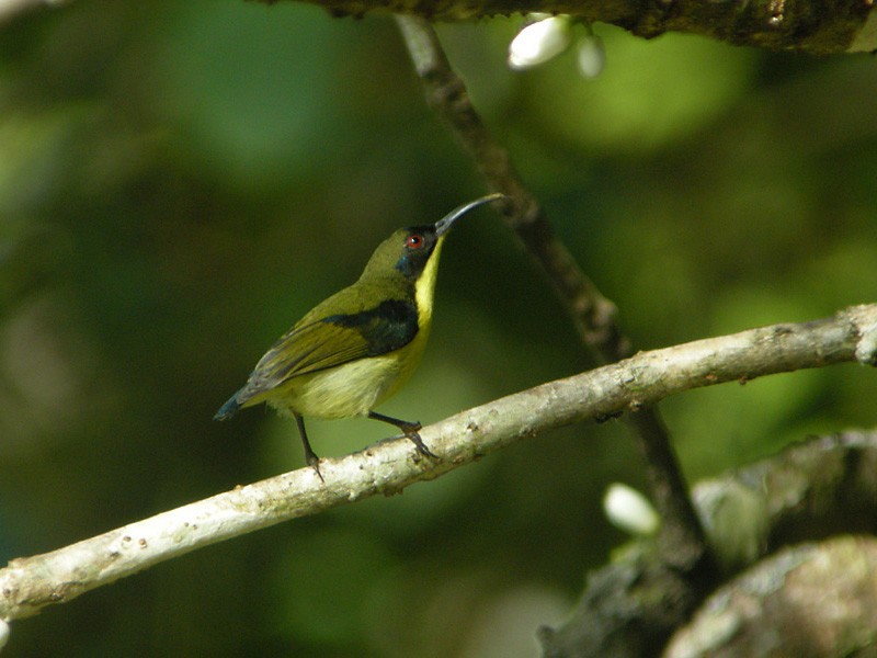 Metallic-winged Sunbird - eBird