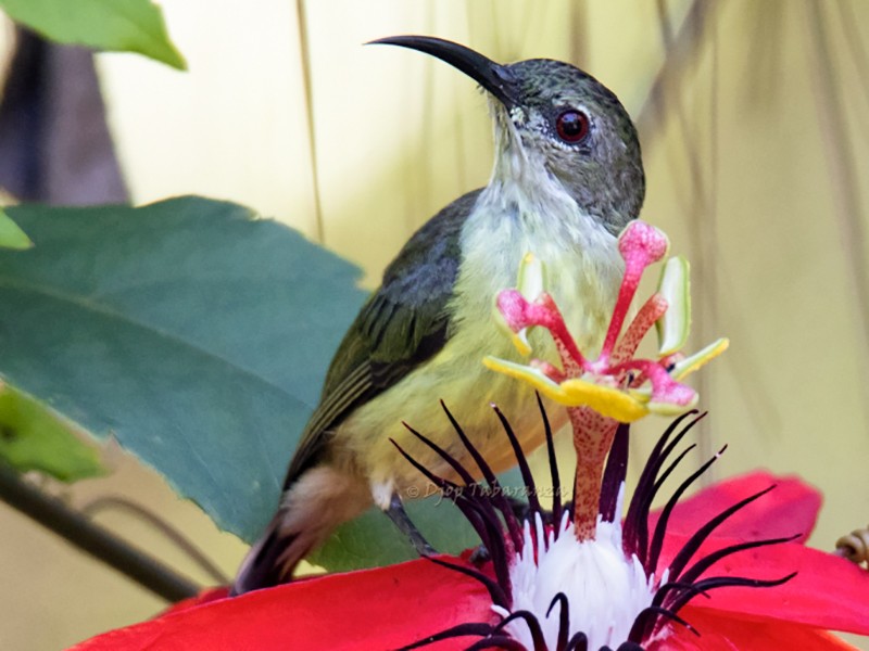 Metallic-winged Sunbird (Luzon) - eBird