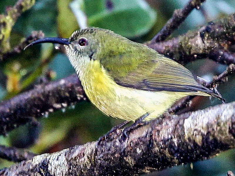 Metallic-winged Sunbird (Luzon) - eBird