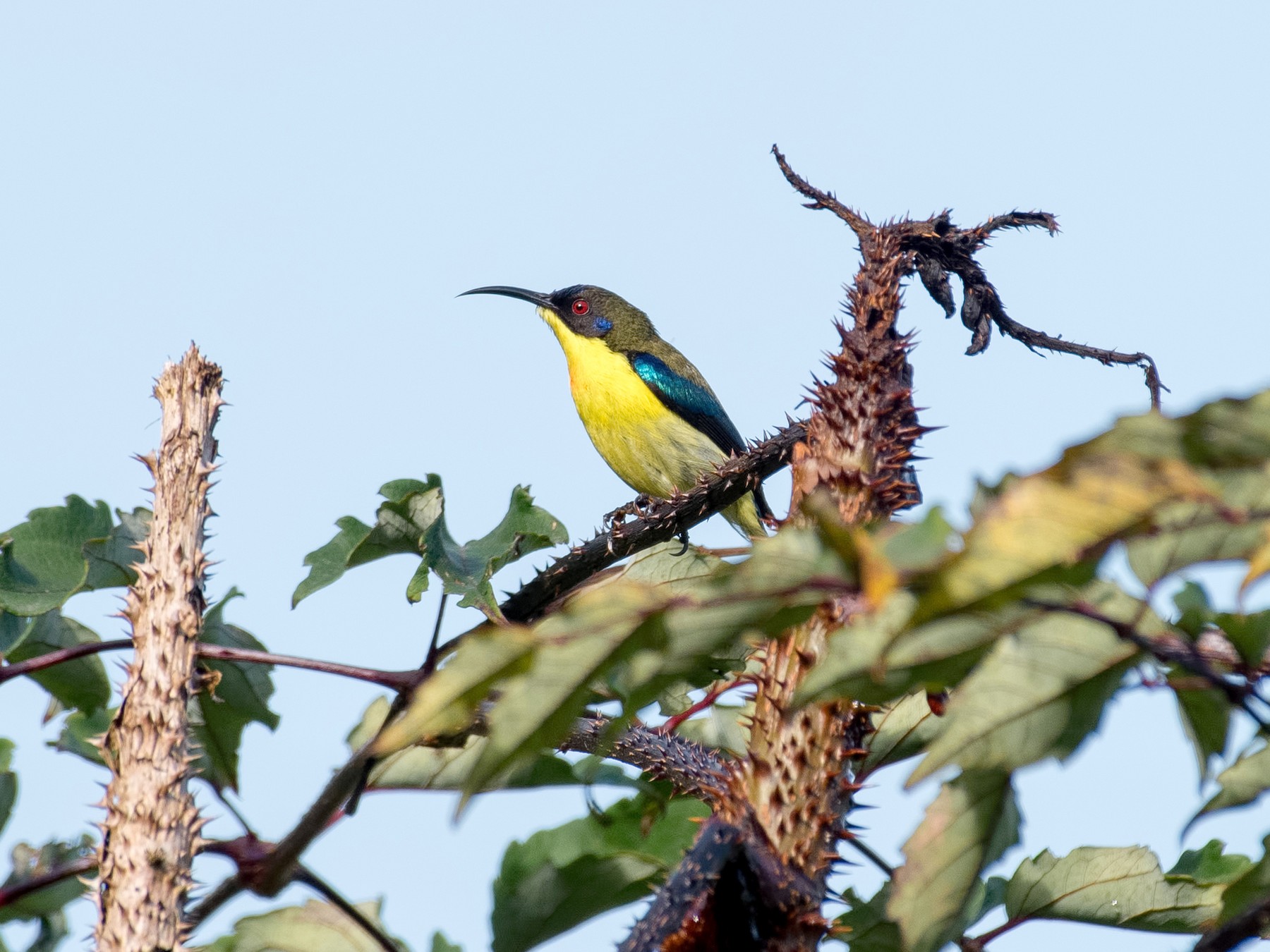 Metallic-winged Sunbird (Luzon) - eBird