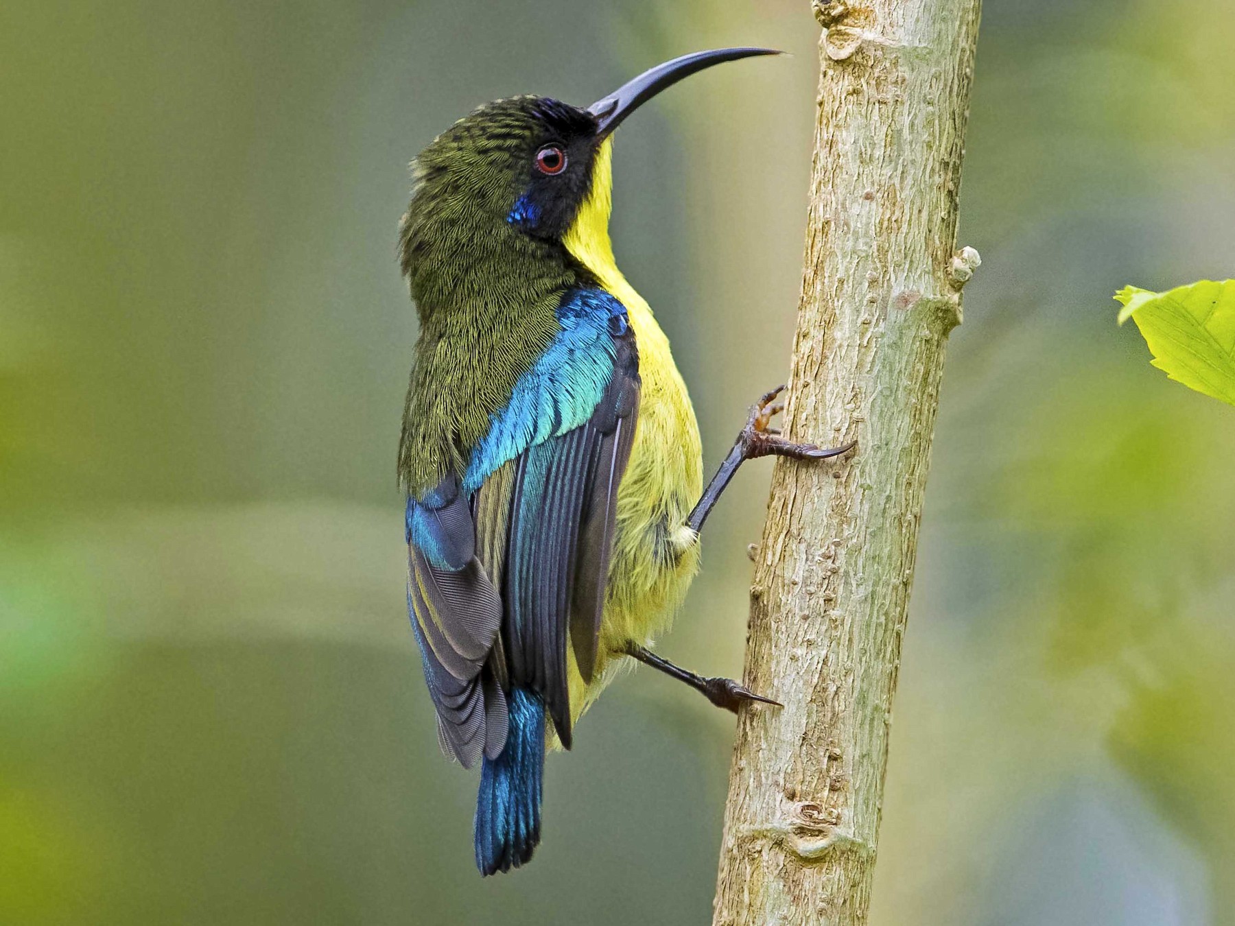 Metallic-winged Sunbird (Luzon) - eBird