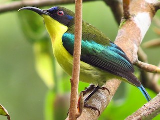 Metallic-winged Sunbird (Luzon) - eBird