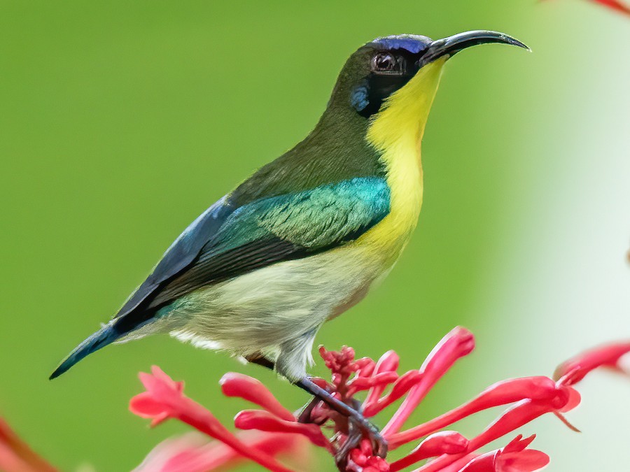 Mountain Sunbird - eBird