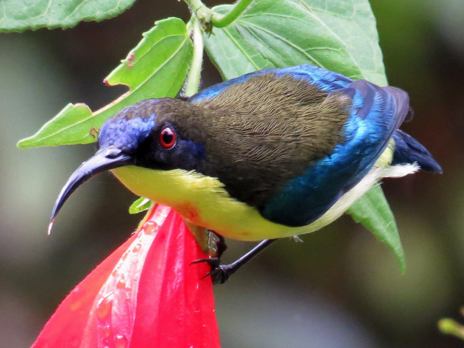 Metallic-winged Sunbird (Luzon) - eBird