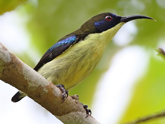 Bohol Sunbird - eBird
