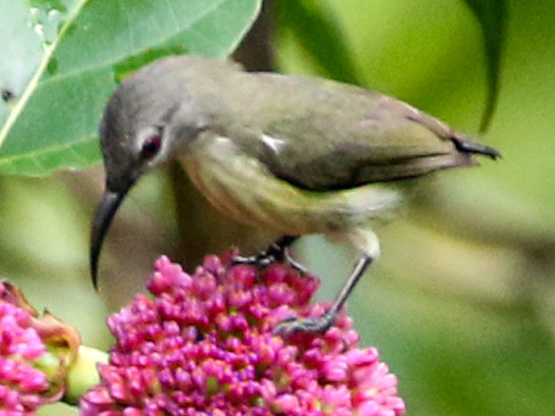 Metallic-winged Sunbird (Bohol) - eBird