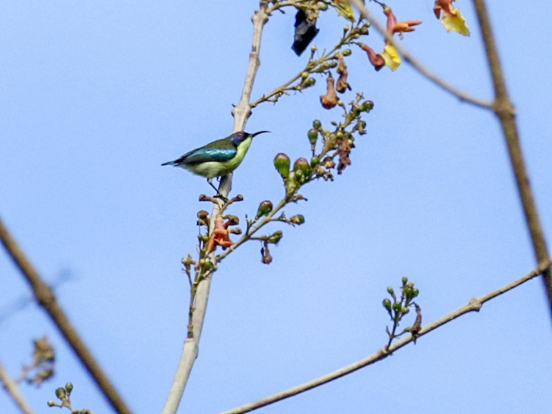 Bohol Sunbird - eBird