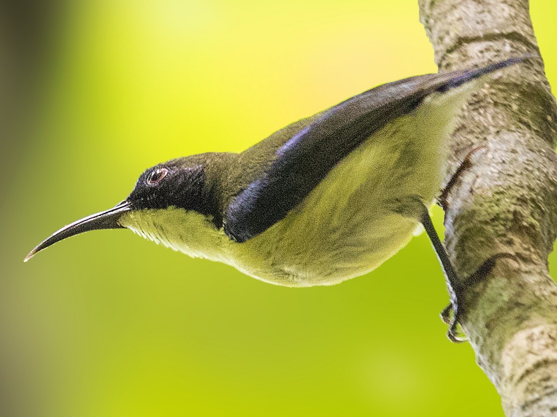 Souimanga de Bohol - eBird
