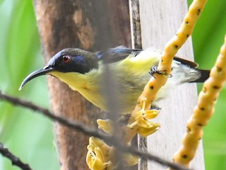 Metallic-winged Sunbird (Bohol) - eBird