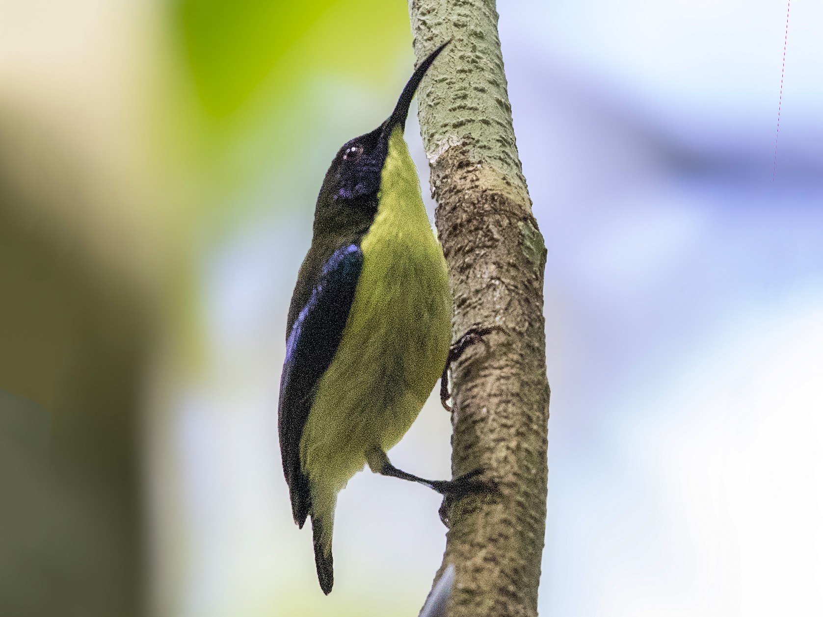 Metallic-winged Sunbird (Bohol) - eBird