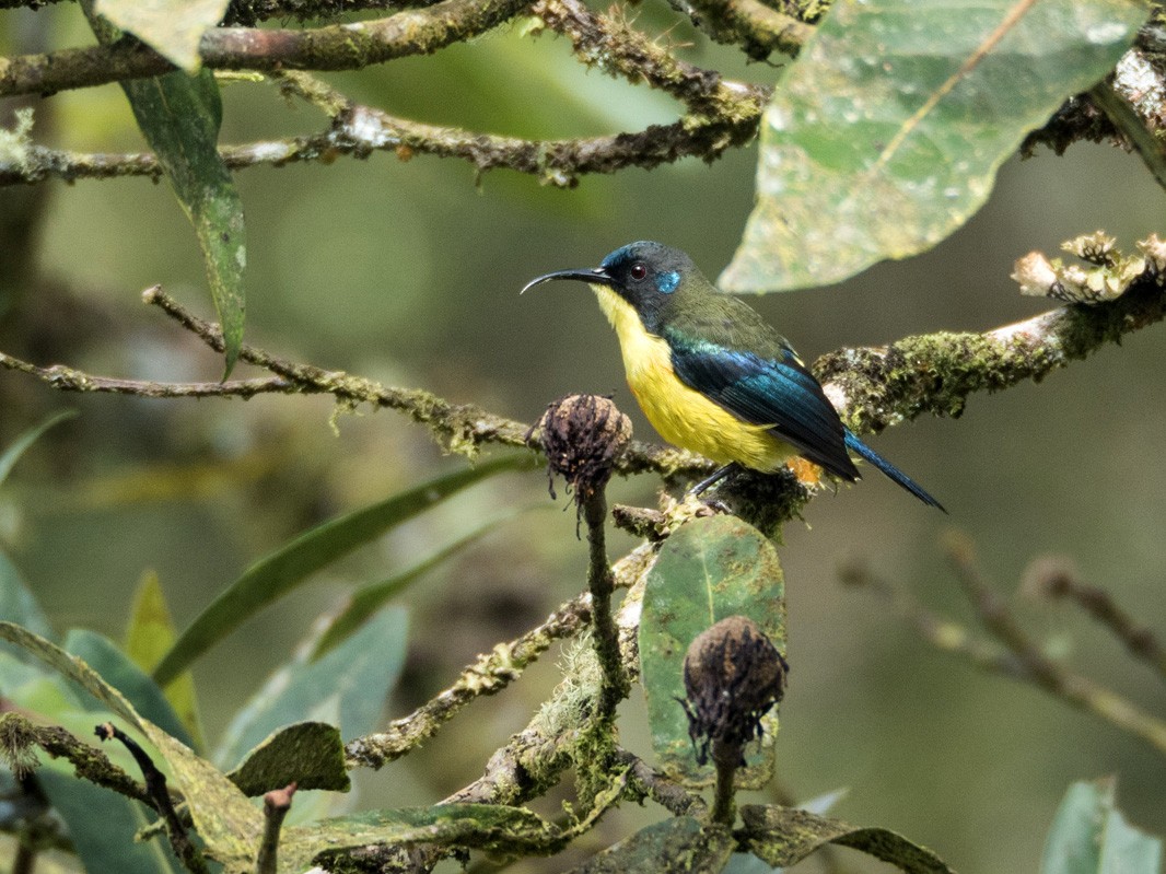 Lina's Sunbird - eBird