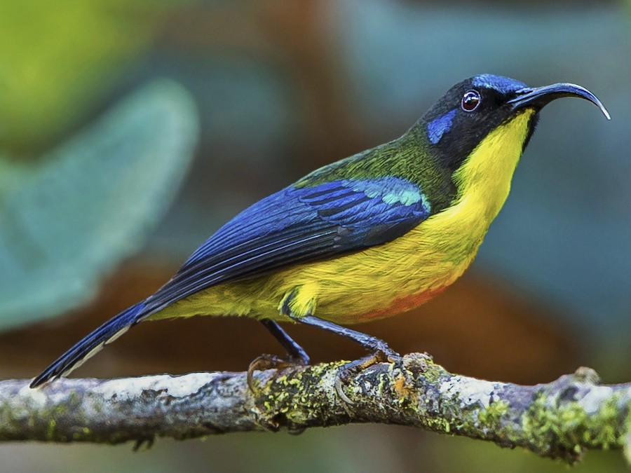 Lina's Sunbird - eBird
