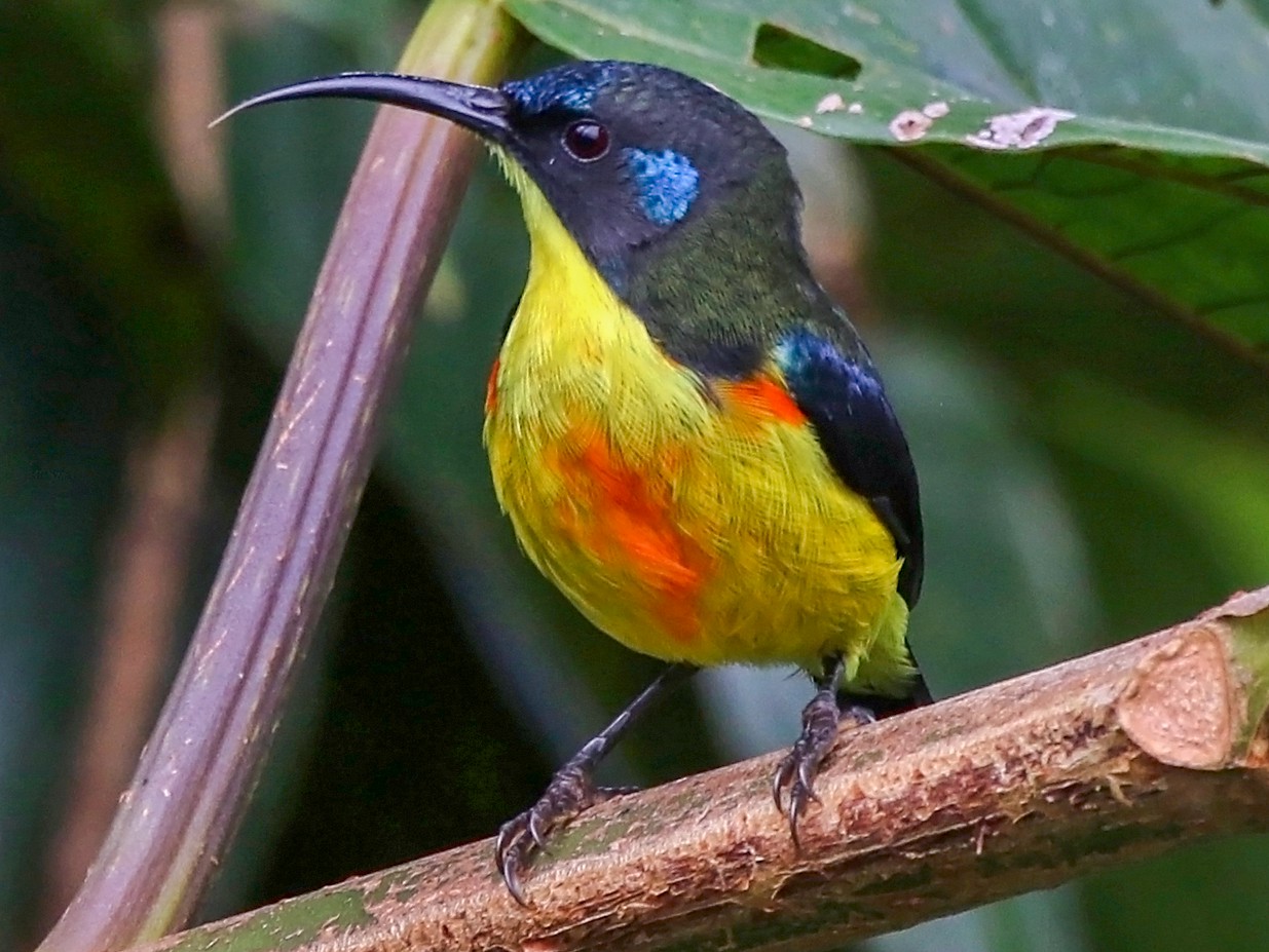 Lina's Sunbird - eBird
