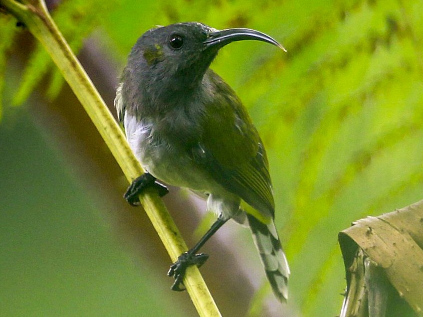 Grey-hooded Sunbird - eBird