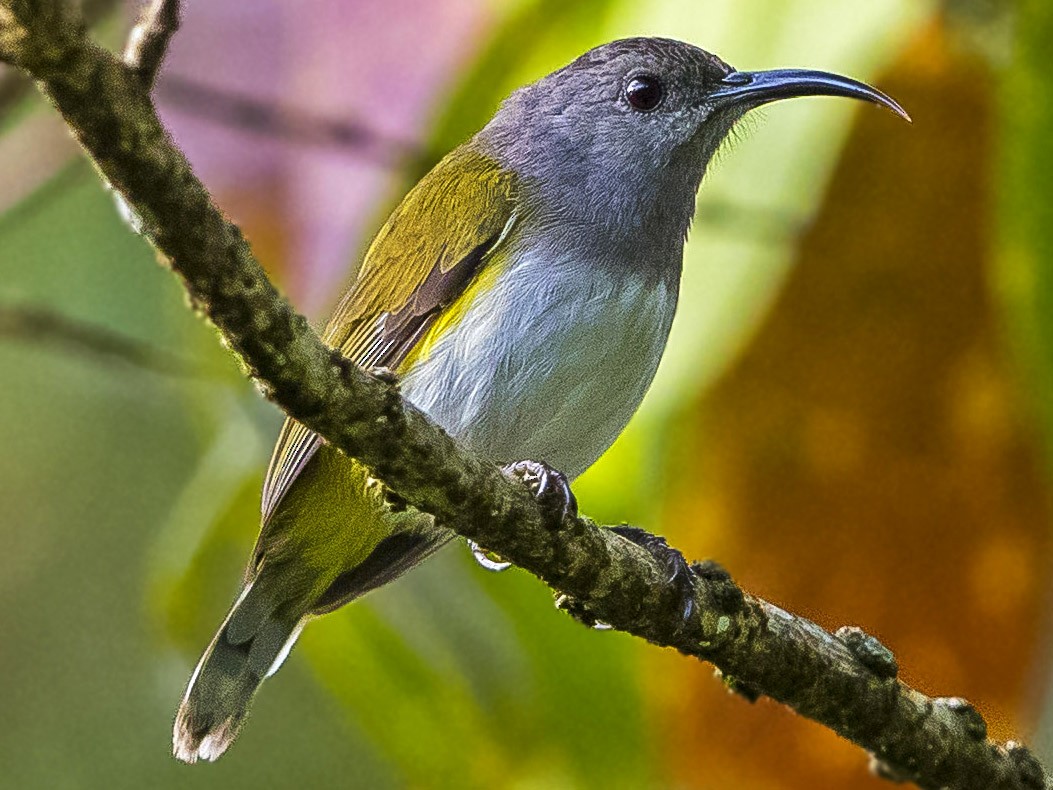 Grey-hooded Sunbird - eBird