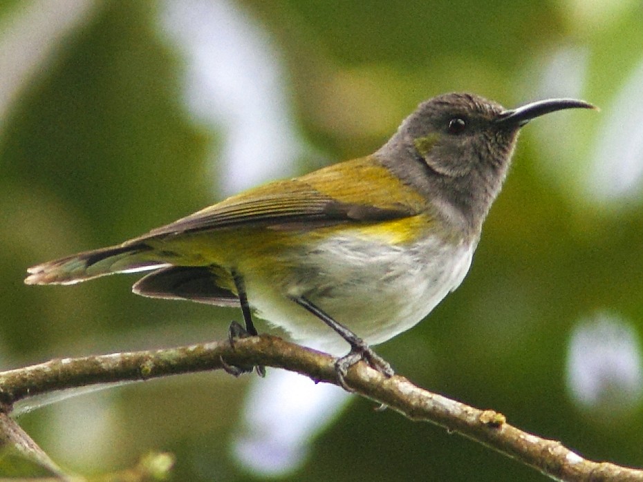 Grey-hooded Sunbird - eBird