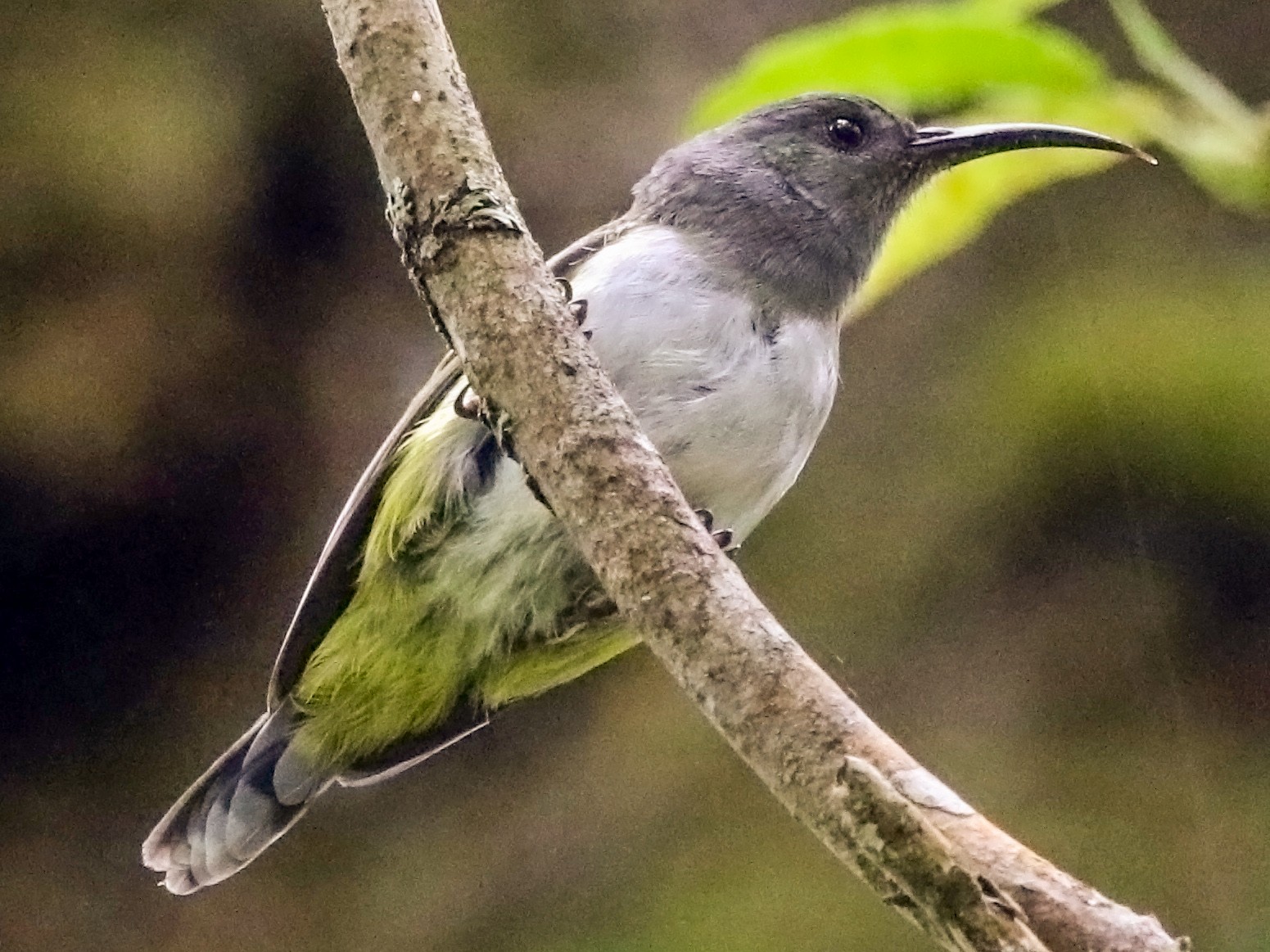 Grey-hooded Sunbird - eBird