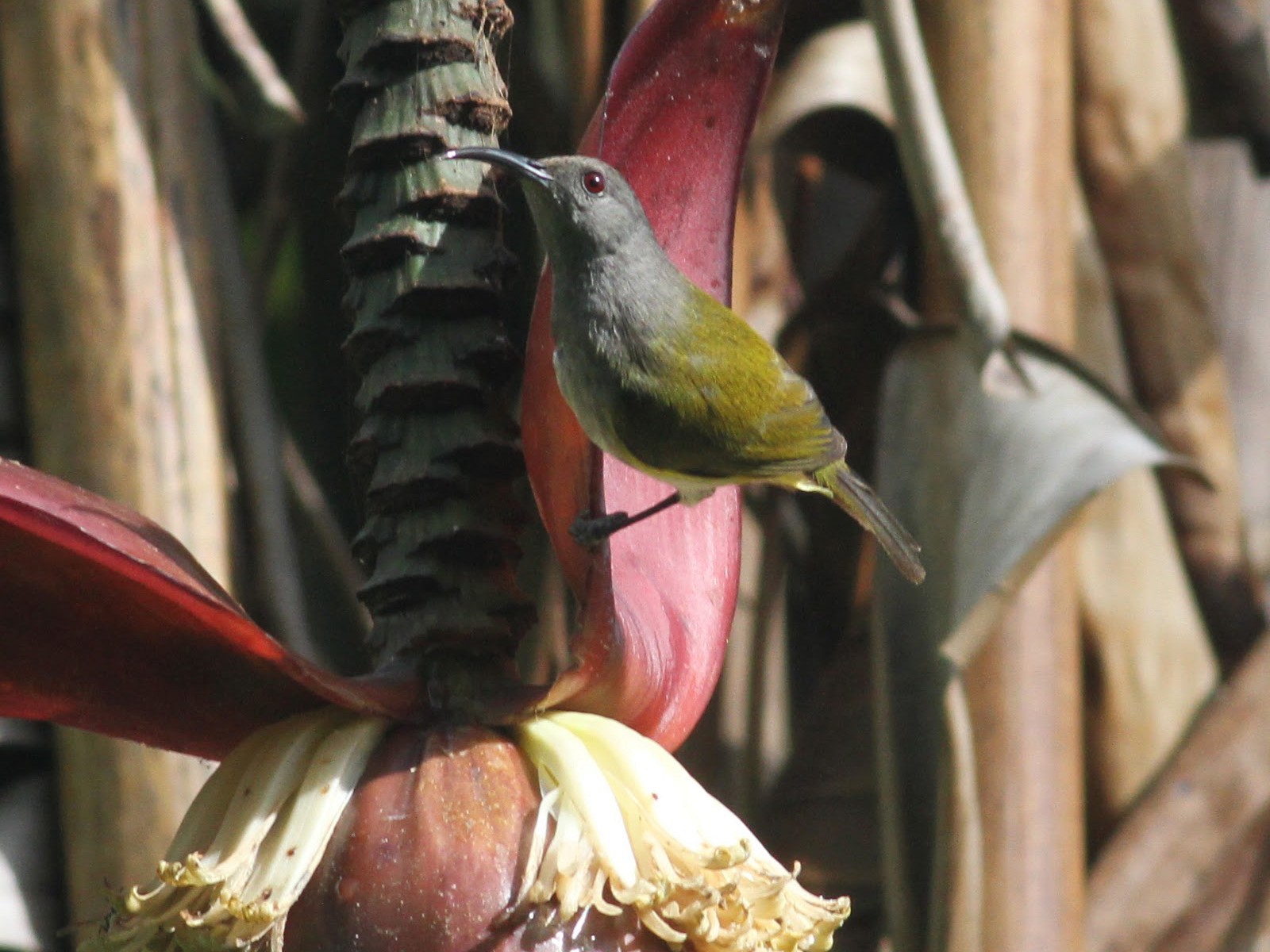 Grey-hooded Sunbird - eBird