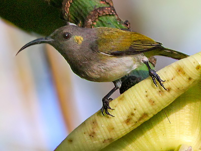 Grey-hooded Sunbird - eBird