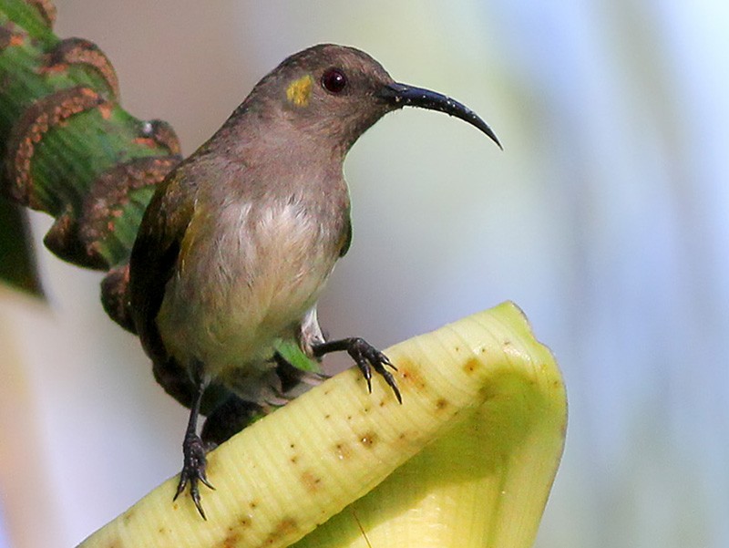 Grey-hooded Sunbird - eBird