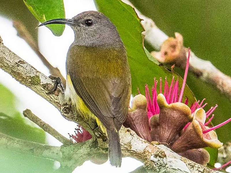Gray-hooded Sunbird - eBird