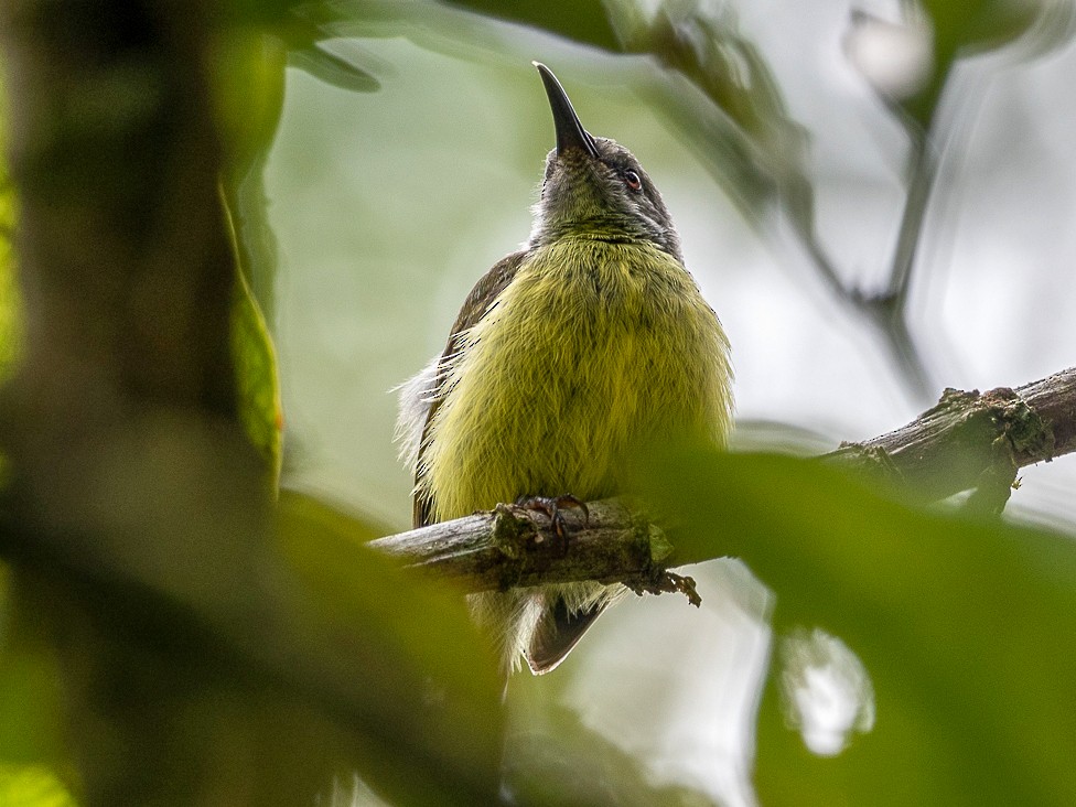 Tboli Nektarkuşu - eBird