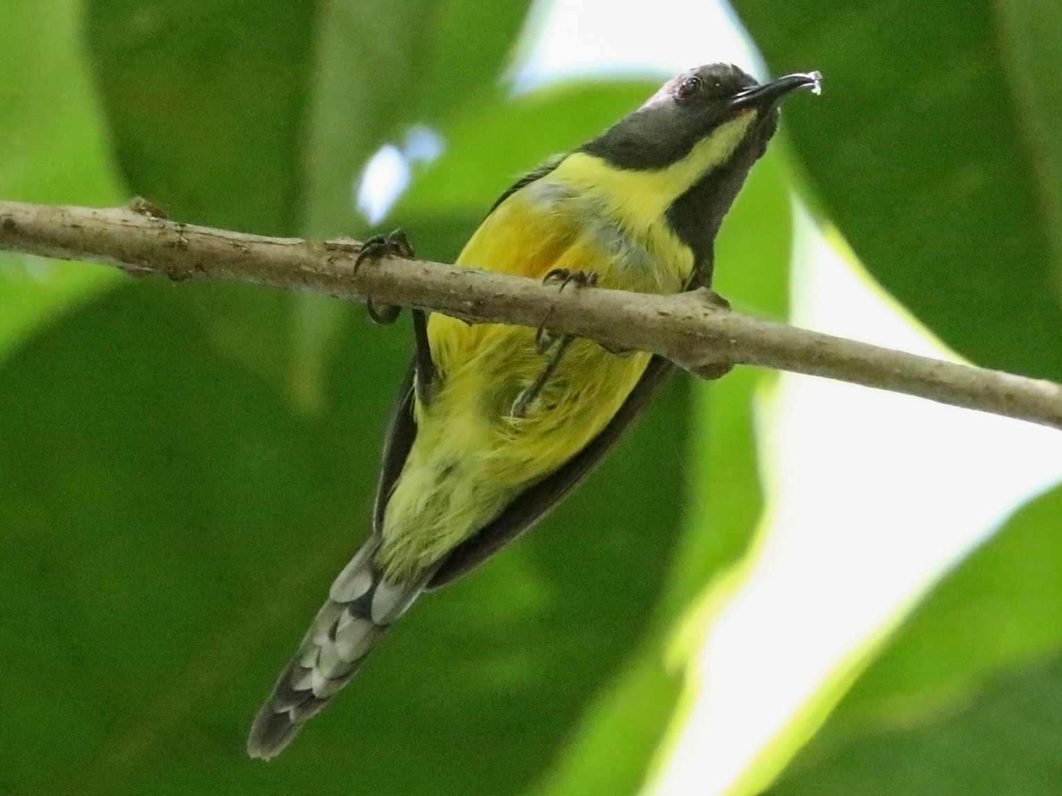 Apo Sunbird (Tboli) - eBird