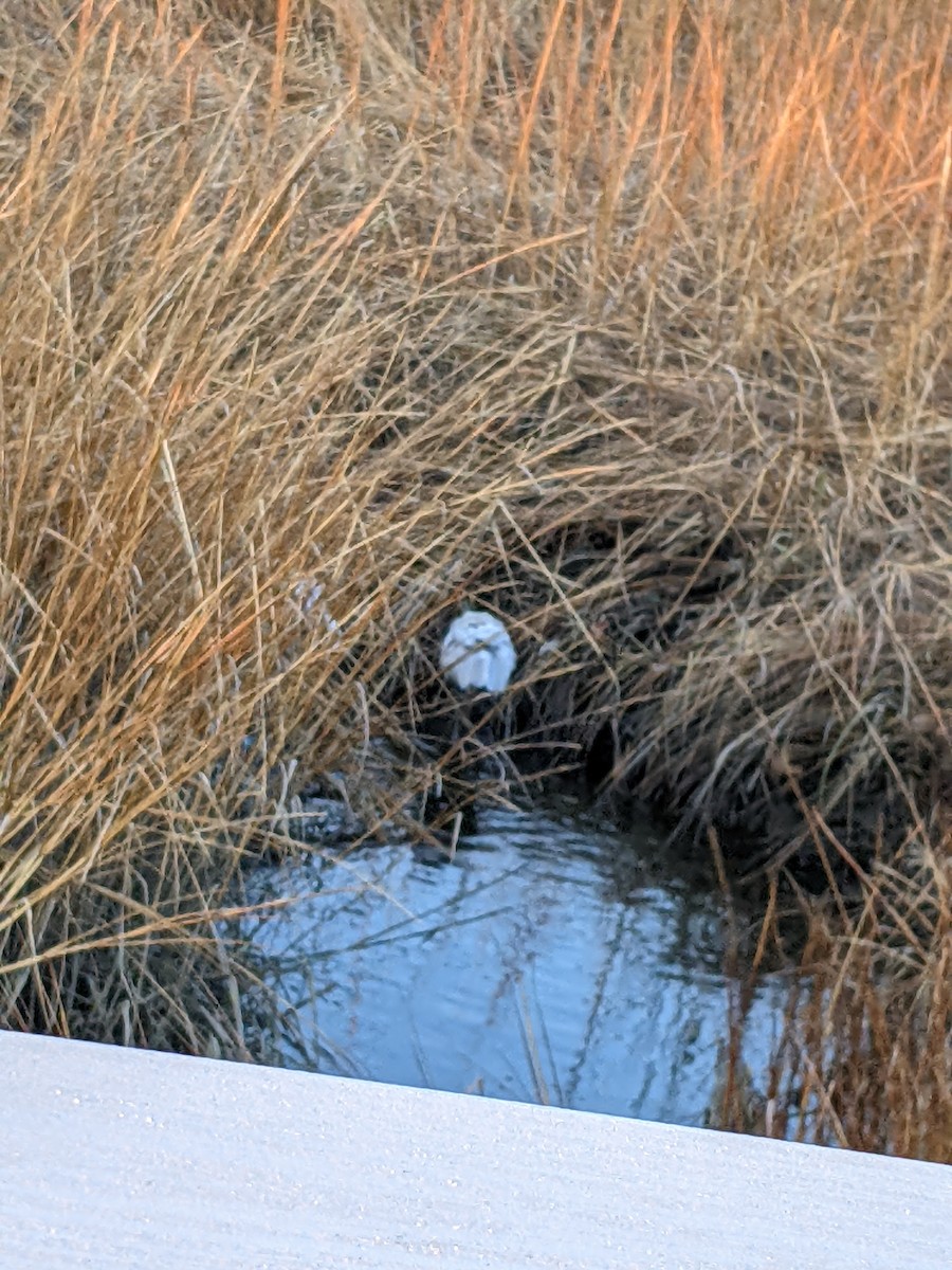 eBird Checklist - 22 Dec 2021 - Sandy Hook - 5 species (+1 other taxa)