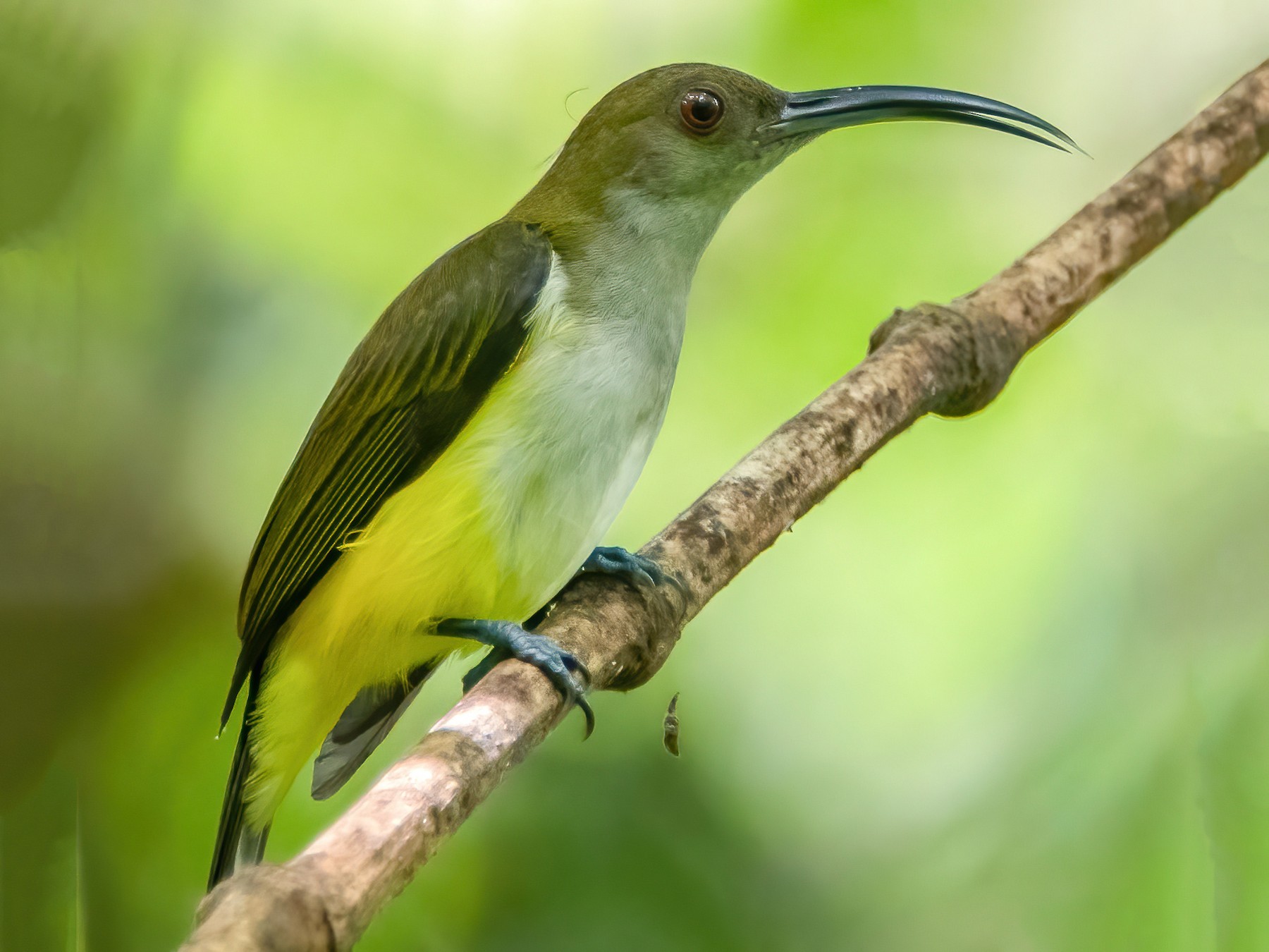 Orange-tufted Spiderhunter - eBird
