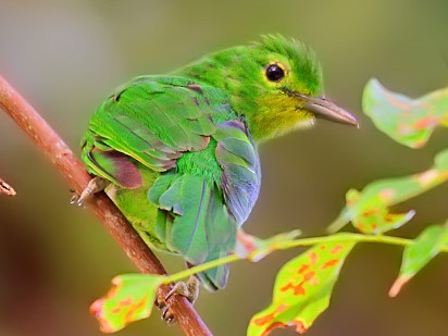 Verdín Filipino - eBird
