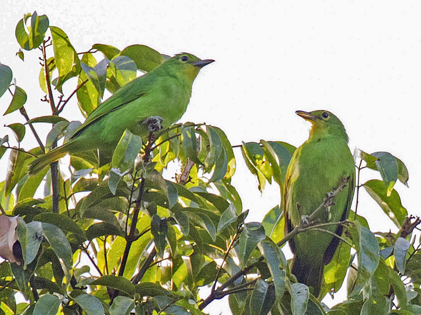 Verdín Filipino - eBird