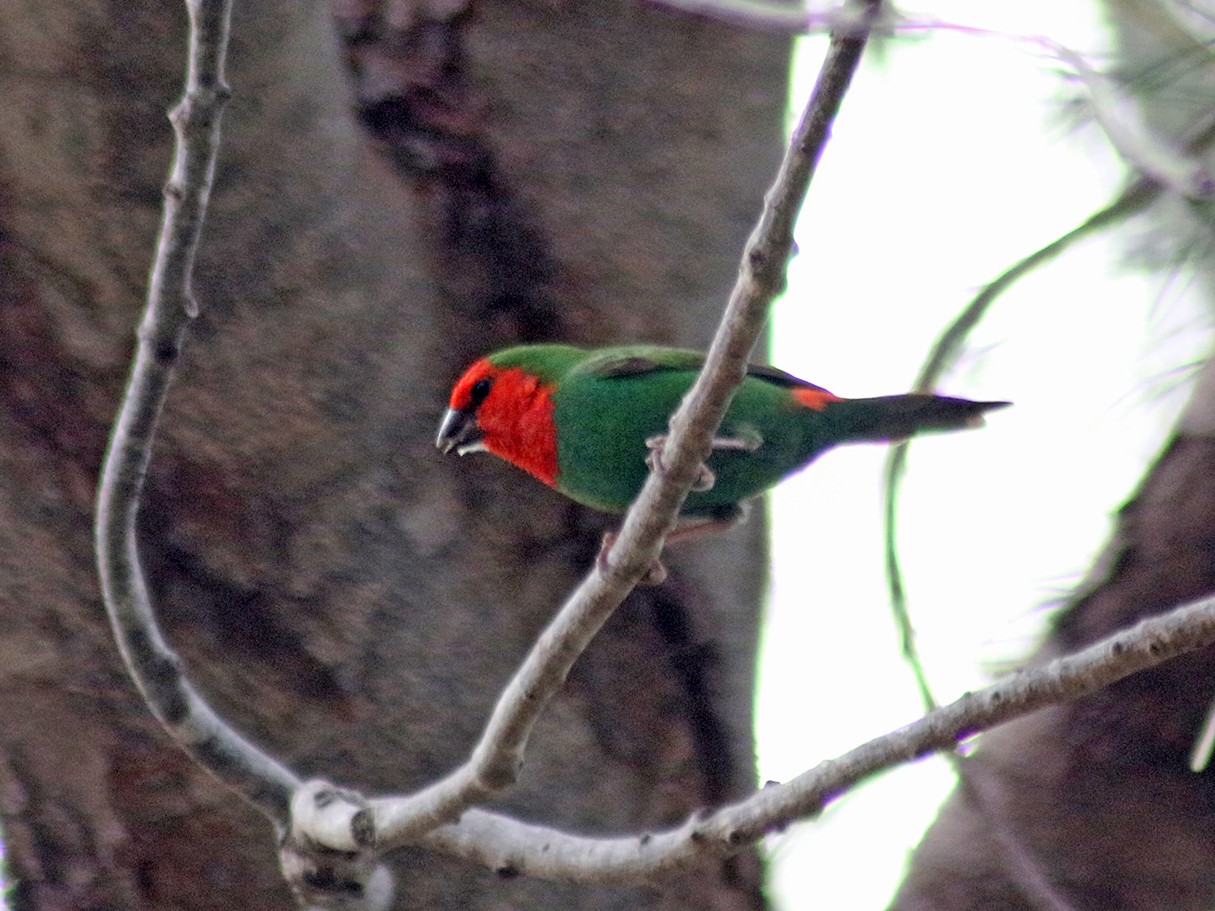 Red-throated Parrotfinch - eBird