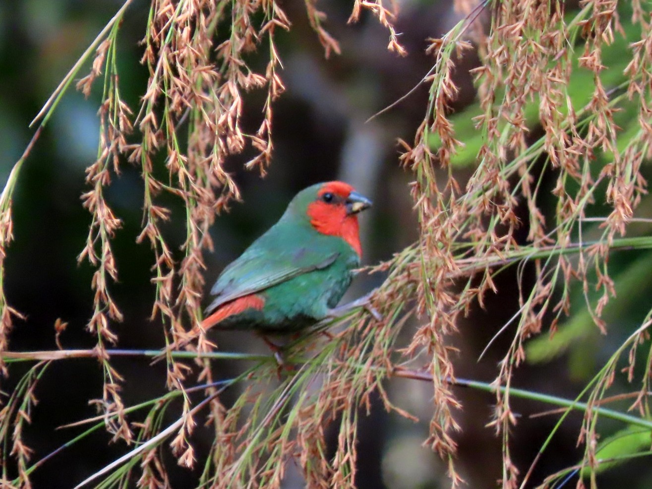 Red-throated Parrotfinch - eBird