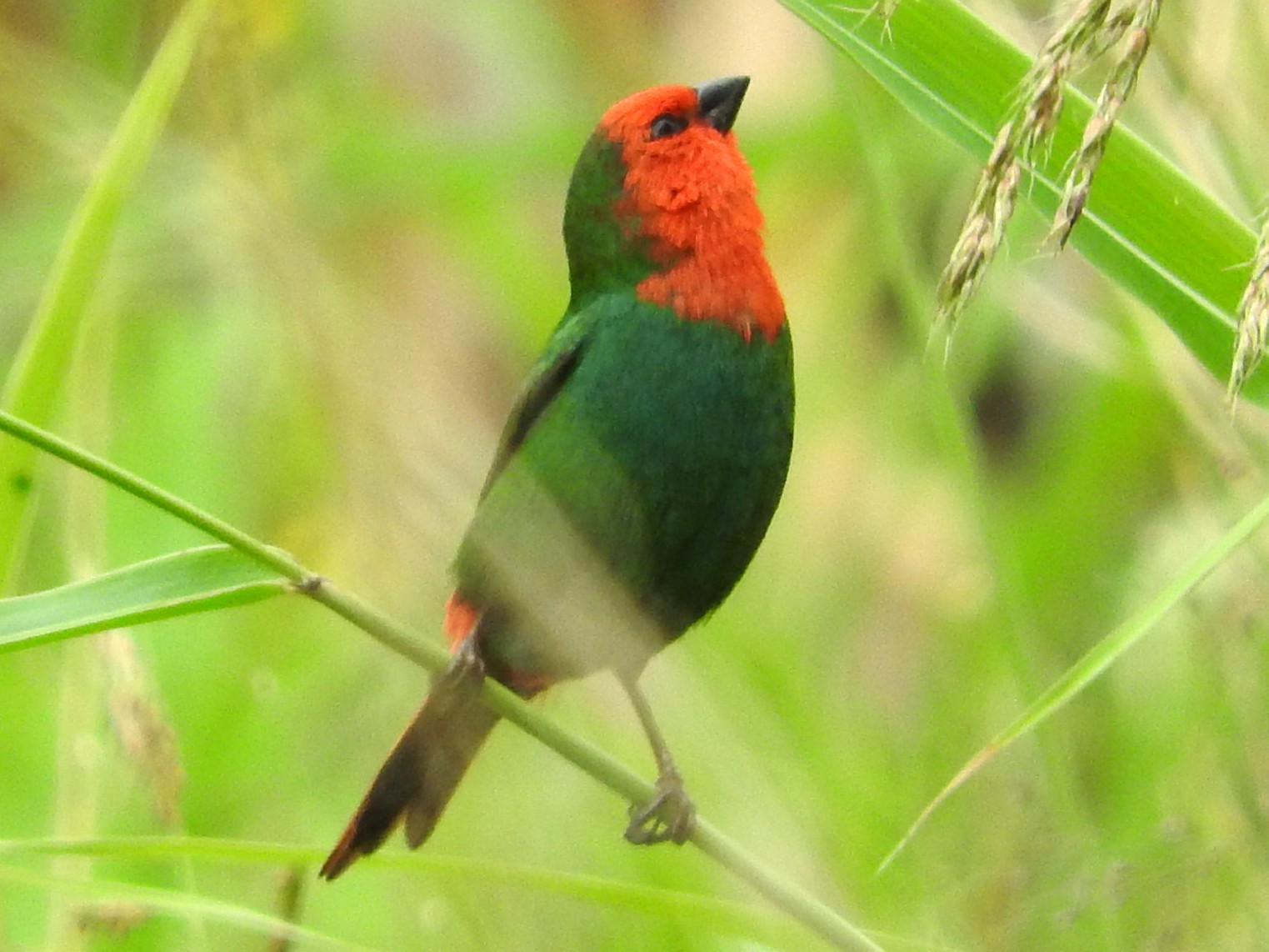 Red-throated Parrotfinch - eBird