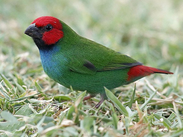 Fiji Parrotfinch - eBird