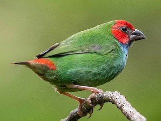 Fiji Parrotfinch - eBird