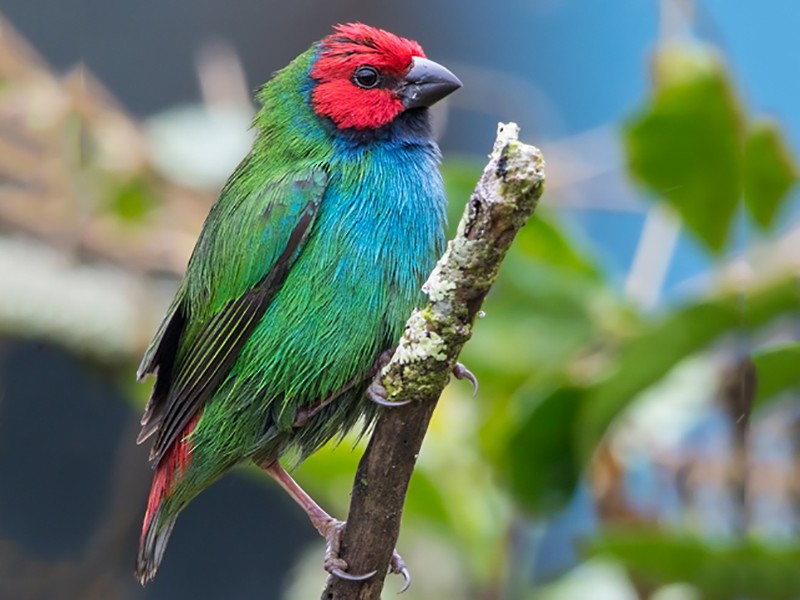 Fiji Parrotfinch - eBird
