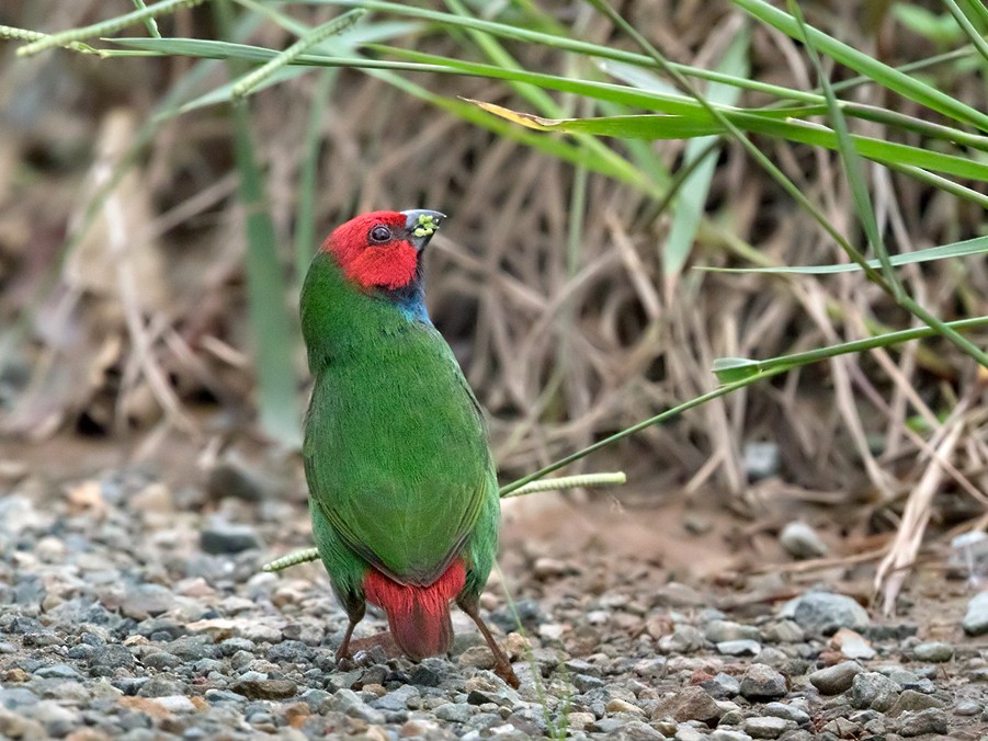 Fiji Parrotfinch - eBird