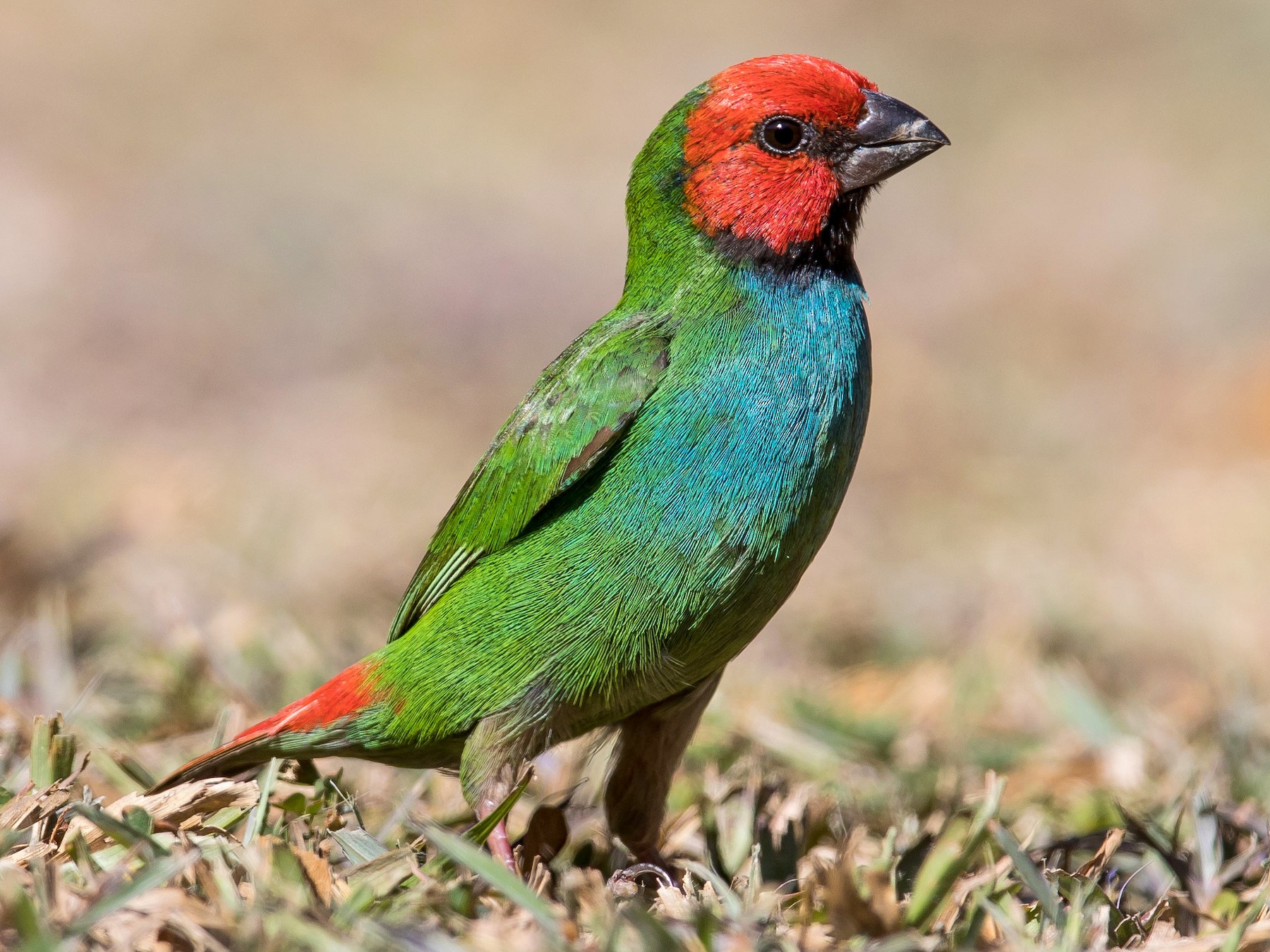 Fiji Parrotfinch - eBird