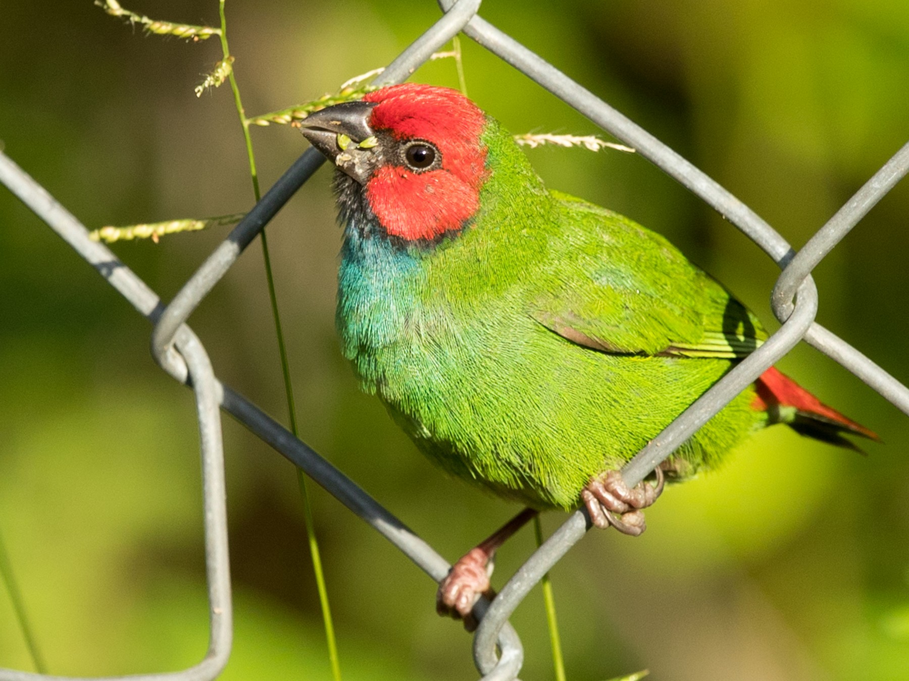 Fiji Parrotfinch - eBird