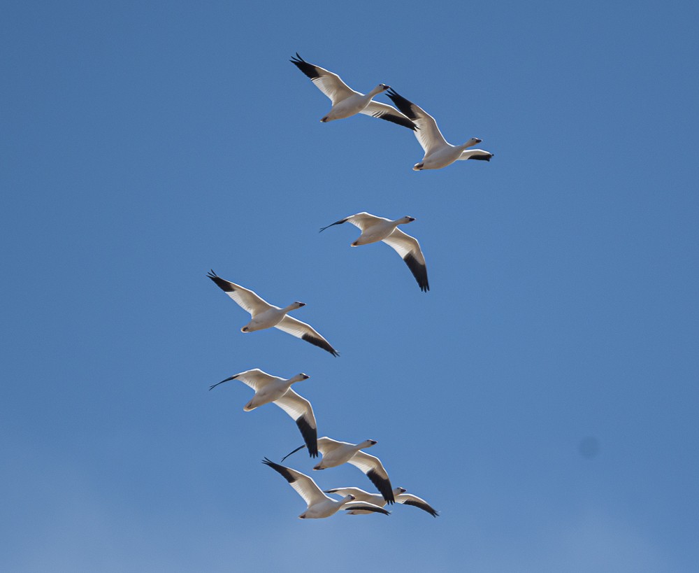 eBird Checklist - 22 Dec 2021 - Bosque del Apache NWR - 27 species