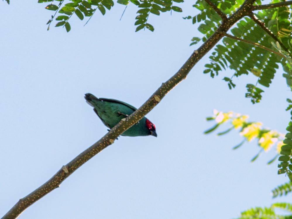 Royal Parrotfinch (Samoan) - eBird