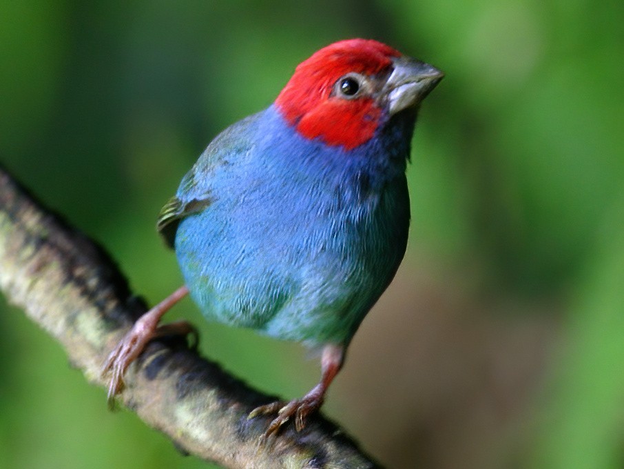 Redthroated Parrotfinch Wikipedia