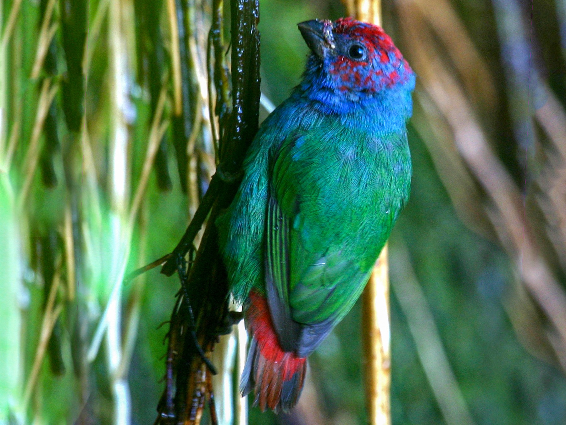 Royal Parrotfinch - eBird