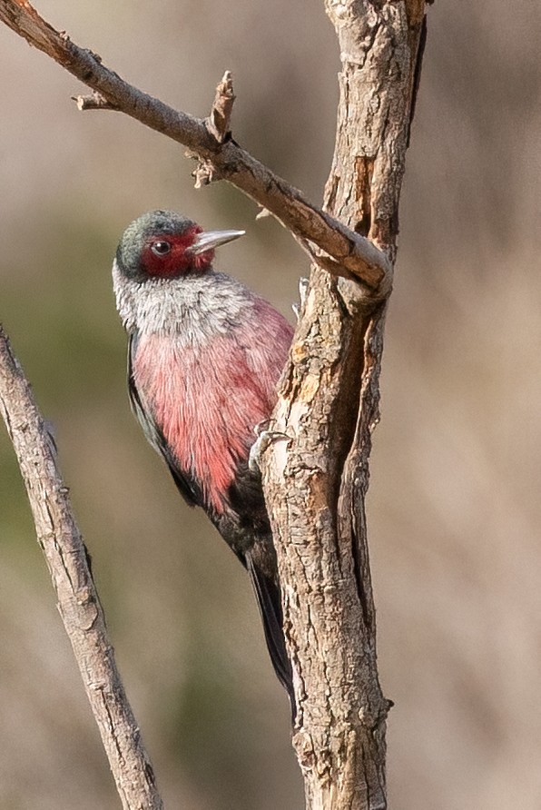 eBird Checklist - 22 Dec 2021 - Mission Trails Regional Park--Father ...